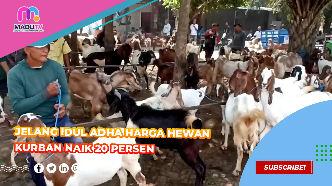 Jelang Idul Adha Harga Hewan Kurban Naik 20 Persen